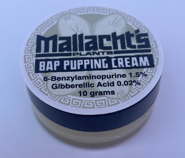 Cactus – Mallacht's Plants